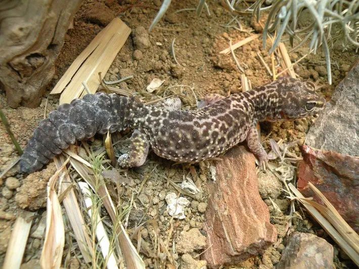 [43 years old and still alive] How did the world's longest-lived ...