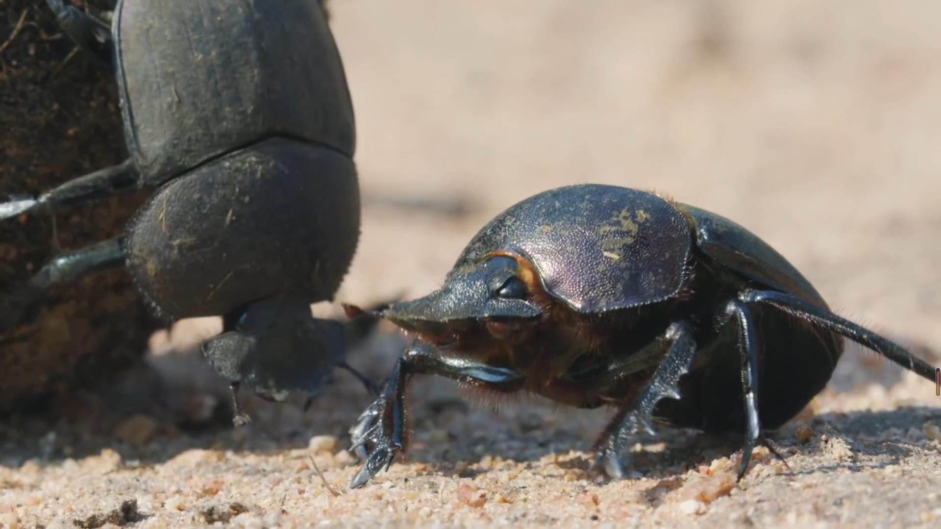 The common dung beetle in the countryside, but Australia has to import ...