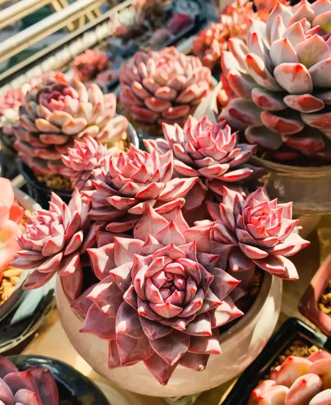 Pay attention to 6 tips for raising succulents in winter, and grow fat ...