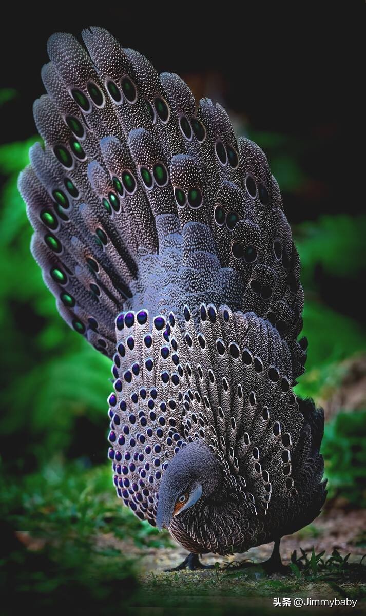 The Legend of the National Bird of the World: Burma (BURMA) Grey ...