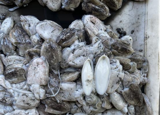 What is the "ink" of cuttlefish?Is it really edible?Fishermen tell you ...