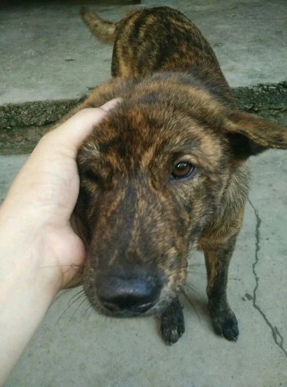 The 6 most "human" dogs in the dog world, if you treat them well, they ...