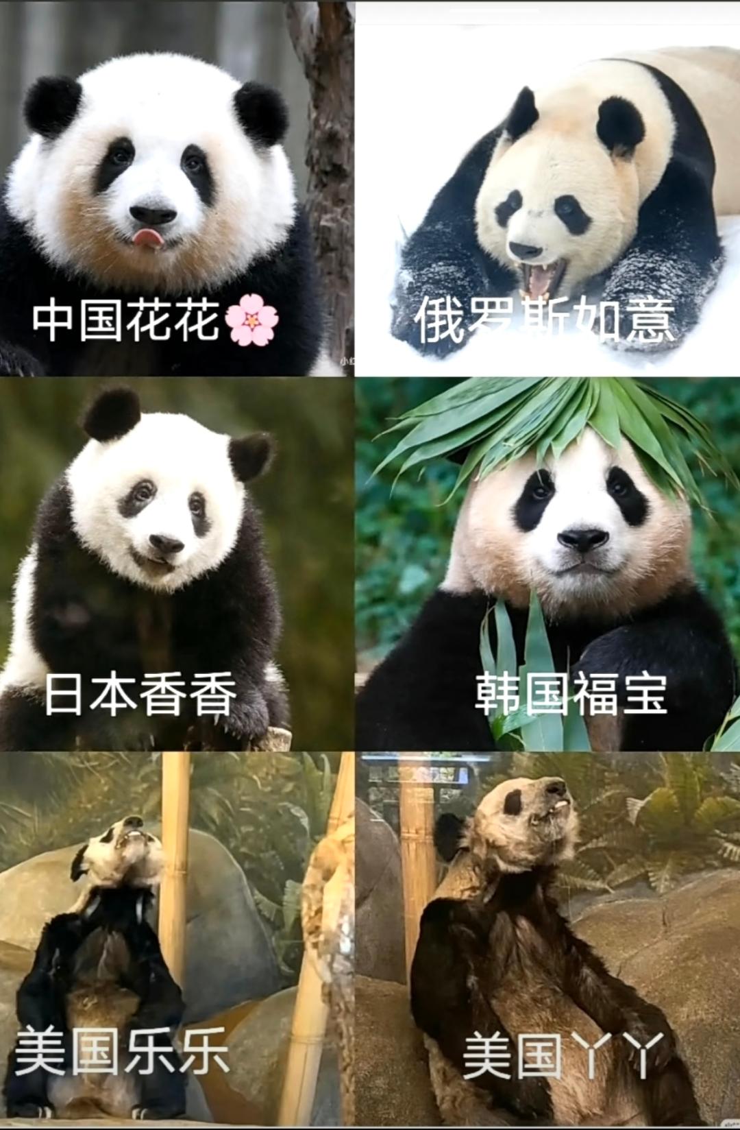 Face - made to appeal to the giant panda Yaya in the United States to ...