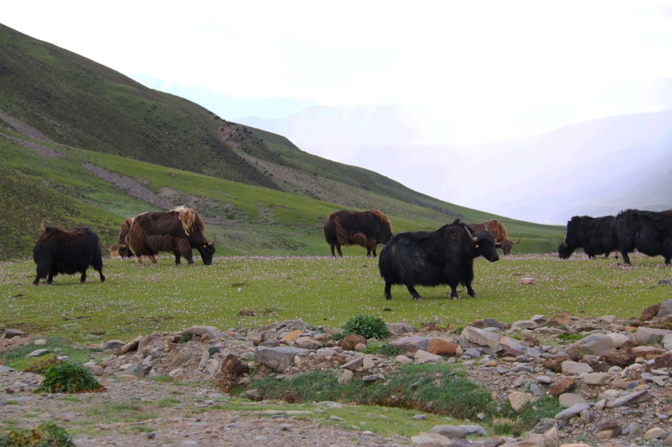 Green grass, red flowers, the home of yaks (yak herd) - iNEWS