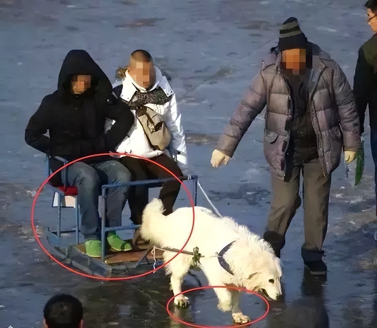 Li Xiaolu suspected of abusing dogs and behaved inappropriately towards ...