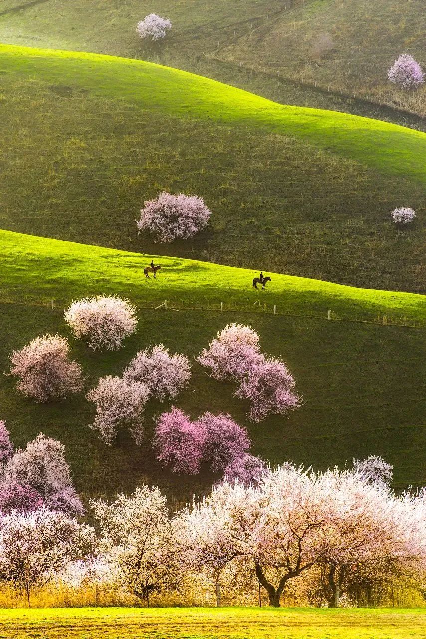 Beautiful fried! 2023 Xinjiang Flower Appreciation Raiders, this ...