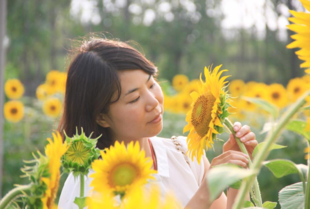 Beyond slices! 4000 acres of oil sunflowers are in full bloom! - iNEWS