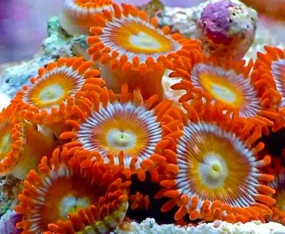 Very rare submarine flower, beautiful and charming, stunning - iNEWS