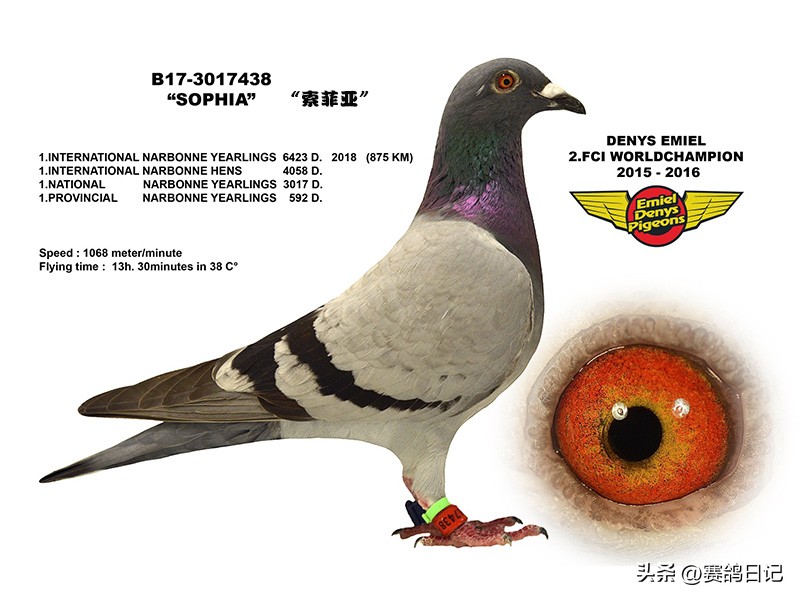 100 years of pigeon racing history "The Dennis family", with his Dennis ...