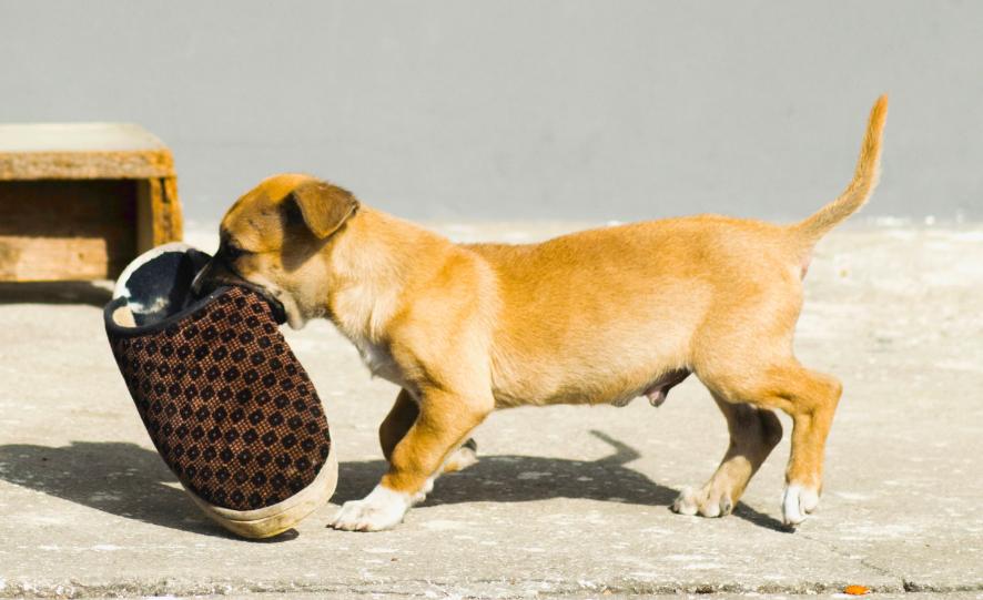 Dogs have the following 6 characteristics, they come to you to "repay ...