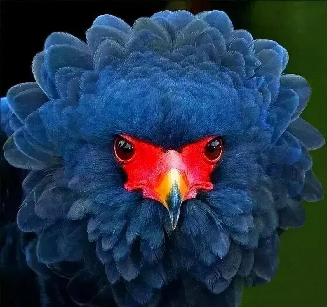 Share pictures: beautiful bird elf (2) - iNEWS