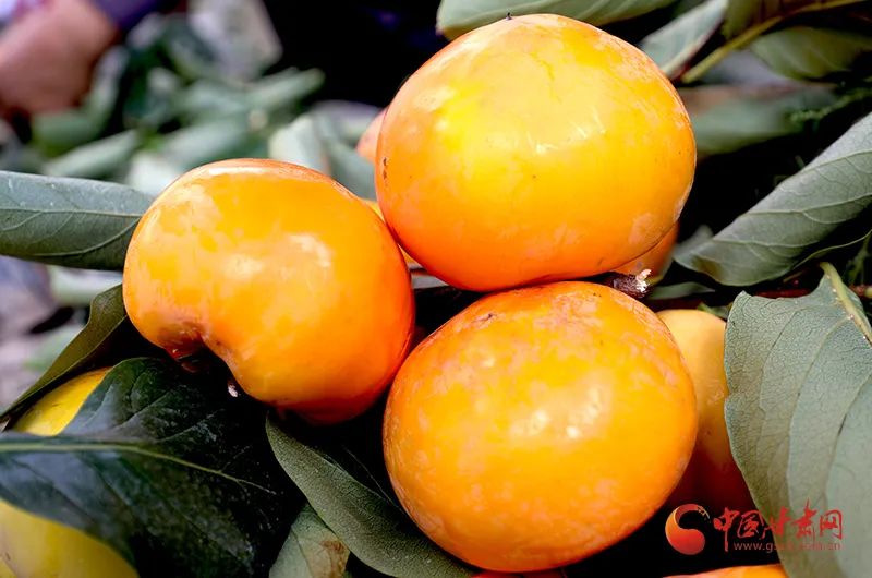 It is a good "persimmon" festival!Come and collect a wave of good ...