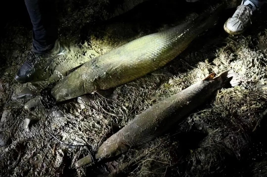 One male and one female!The crocodile gar hiding in the Yunchan Lake ...