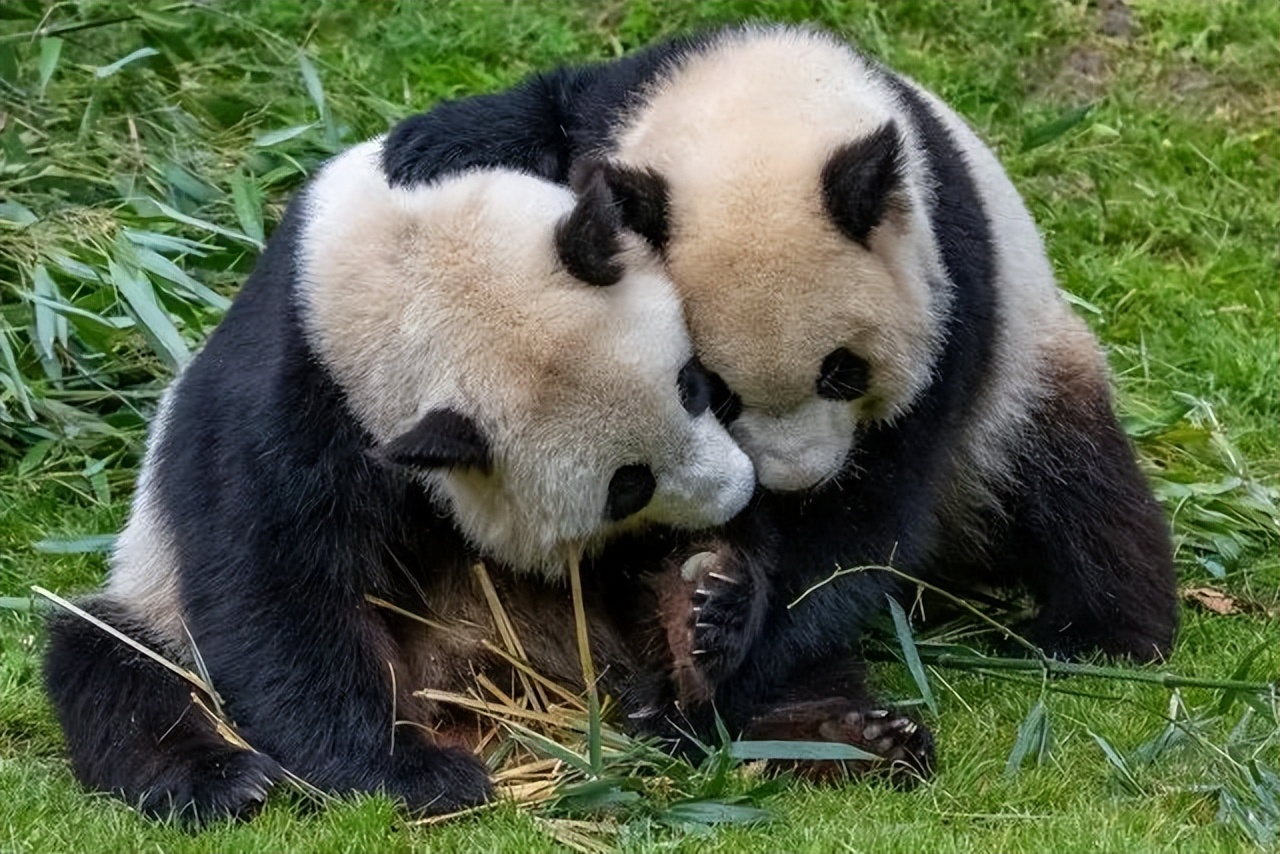 How magical are the giant panda's eyes? Uncover the secrets of their ...