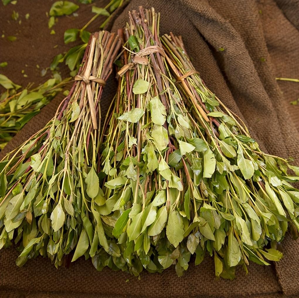 Yemen destroyed by khat grass: 70% of the nationals use drugs as snacks ...