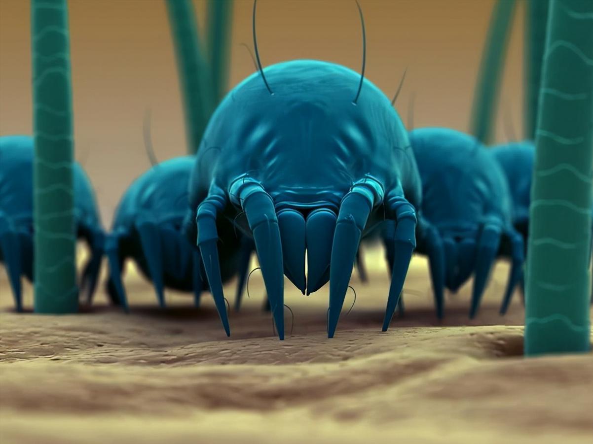 What do mites fear most?Teach you to put some "it" on the bed, simply ...