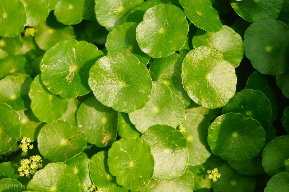 Copper money grass is so easy to grow, can it live if you pick a leaf ...