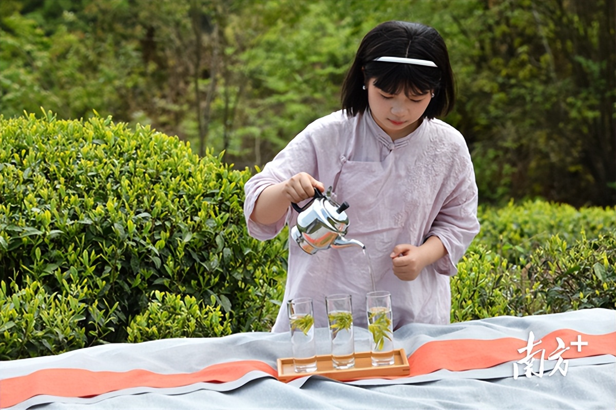 Nayong Jinchan Mountain: The fragrance of Guizhou tea attracts guests ...