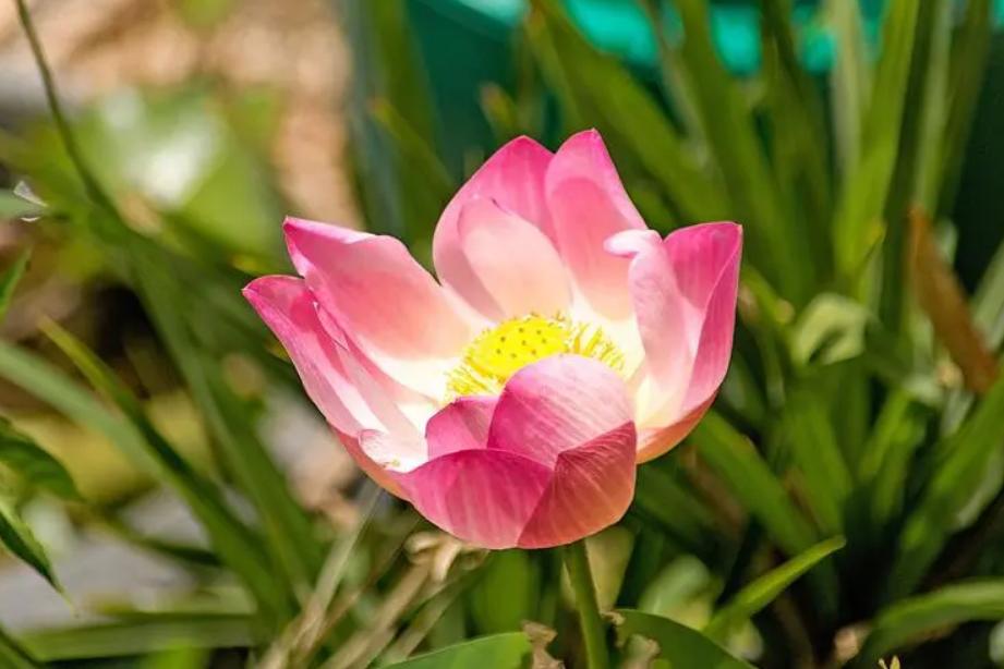 When the lotus is fragrant and the good wind comes, the poems about the ...