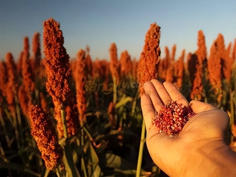 Do you know how sorghum is dried? Sorghum drying process steps - iMedia