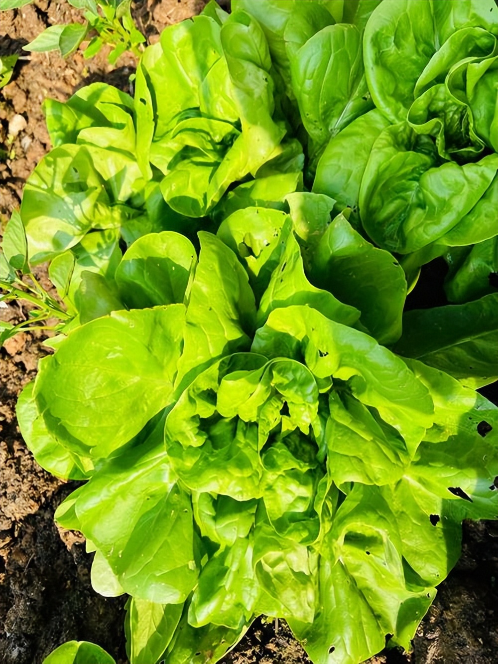 When watering the baby greens, add something inconspicuous. The baby ...