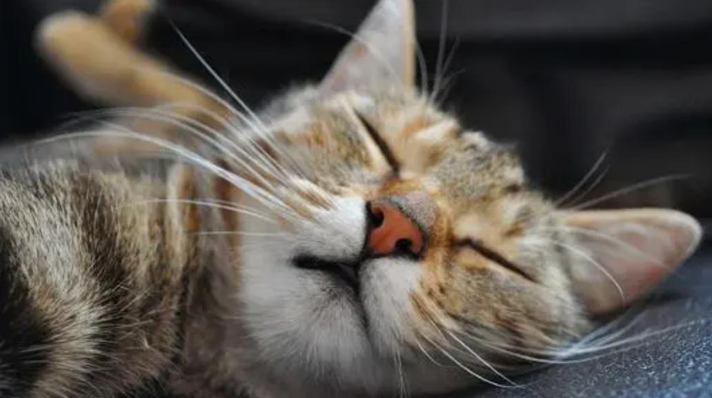 Do animals dream?What does animal dreaming look like? - iNEWS
