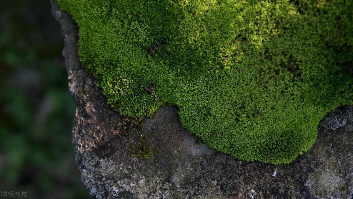 Little knowledge about moss - iNEWS