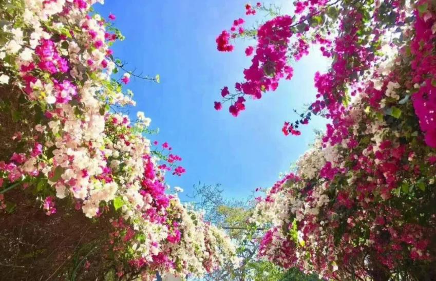 Always keep flowers to death?Learn 3 "flower-raising tricks" and refuse ...