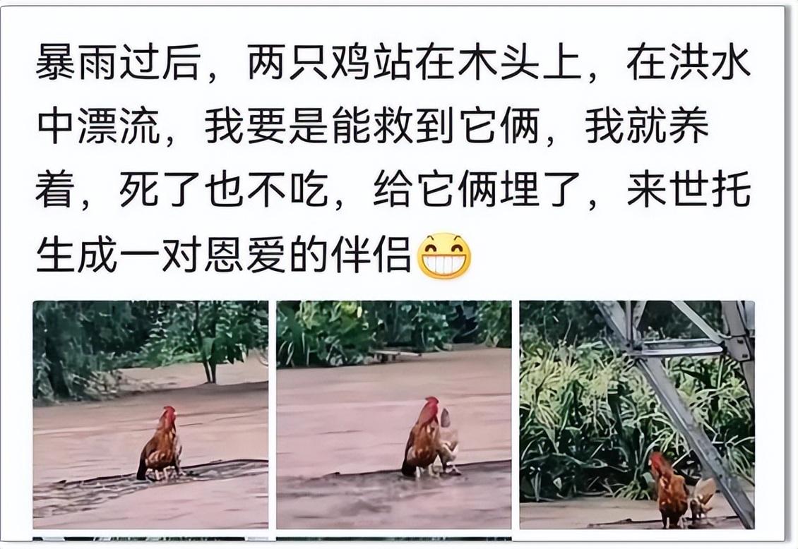 Touching! The chicken couple stood on a wooden board and drifted with ...