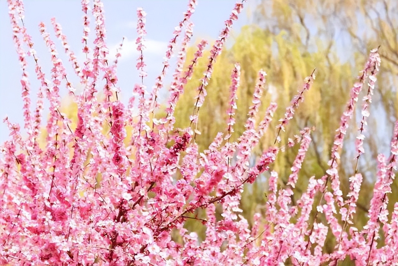 In February, winter goes to spring, where will the most beautiful ...