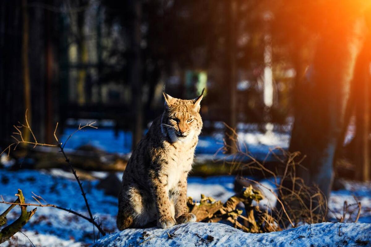 Lynx: From a hunter on the grassland to a wise general in the forest ...