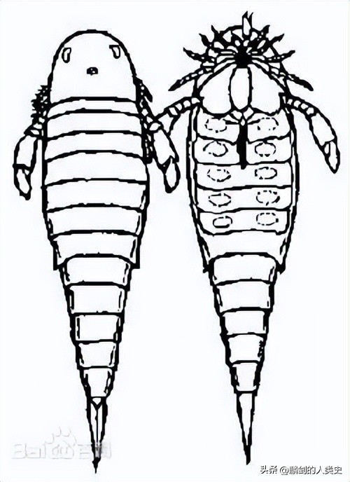 [The whole series of the animal kingdom] Limulidae-Pterophyta Limulidae ...