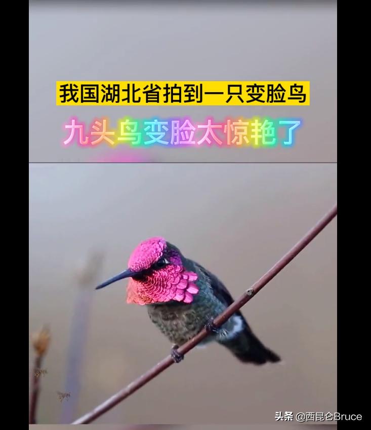 "Face-changing bird" appeared in Hubei!The nine-headed bird changes its ...