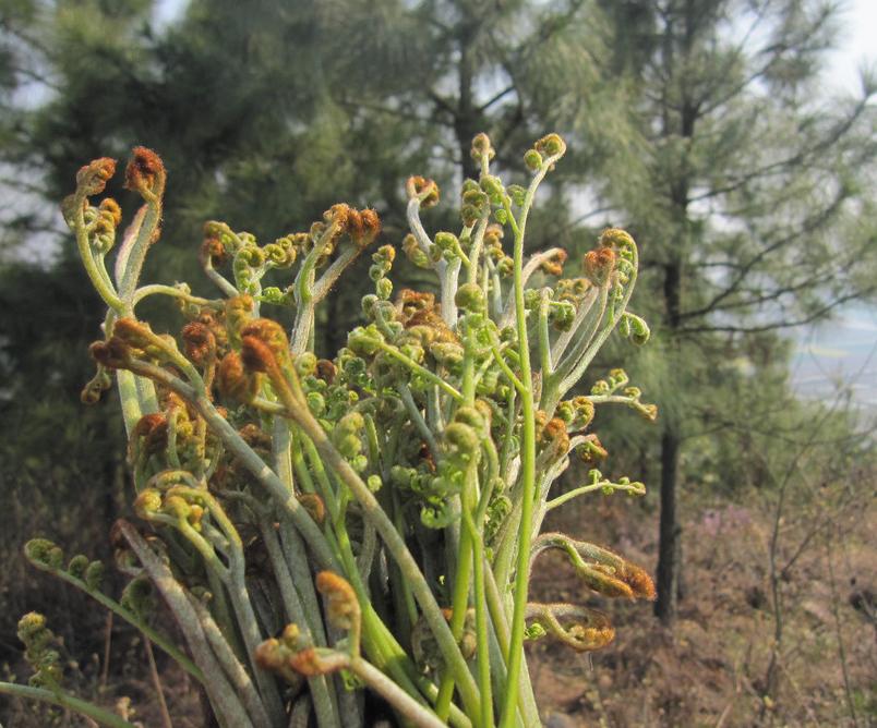 The first thing to eat in spring - a detailed count of edible ferns - iNEWS