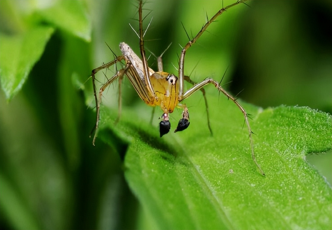 How many people don't know that spiders have hooks on their legs? - iMedia