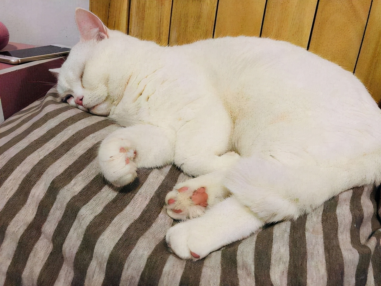 Why does the cat always grab the pillow from the owner? - iNEWS