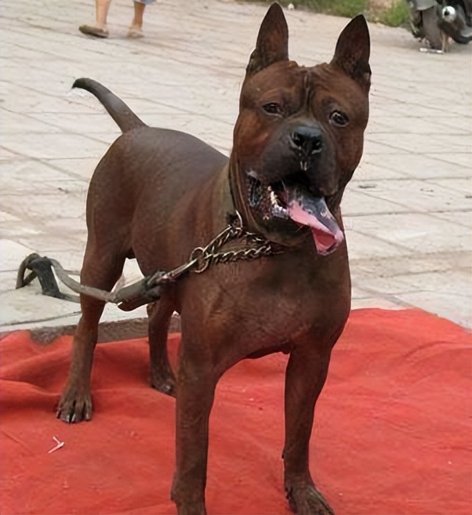 The king of domestic hounds - "Chuandong Hound", these 6 advantages ...