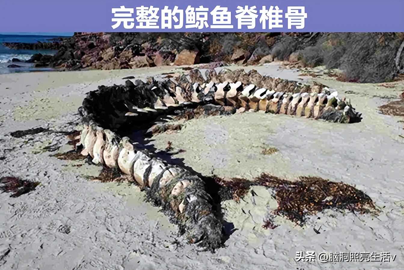 8 'extraordinary' things people found on the beach - iNEWS