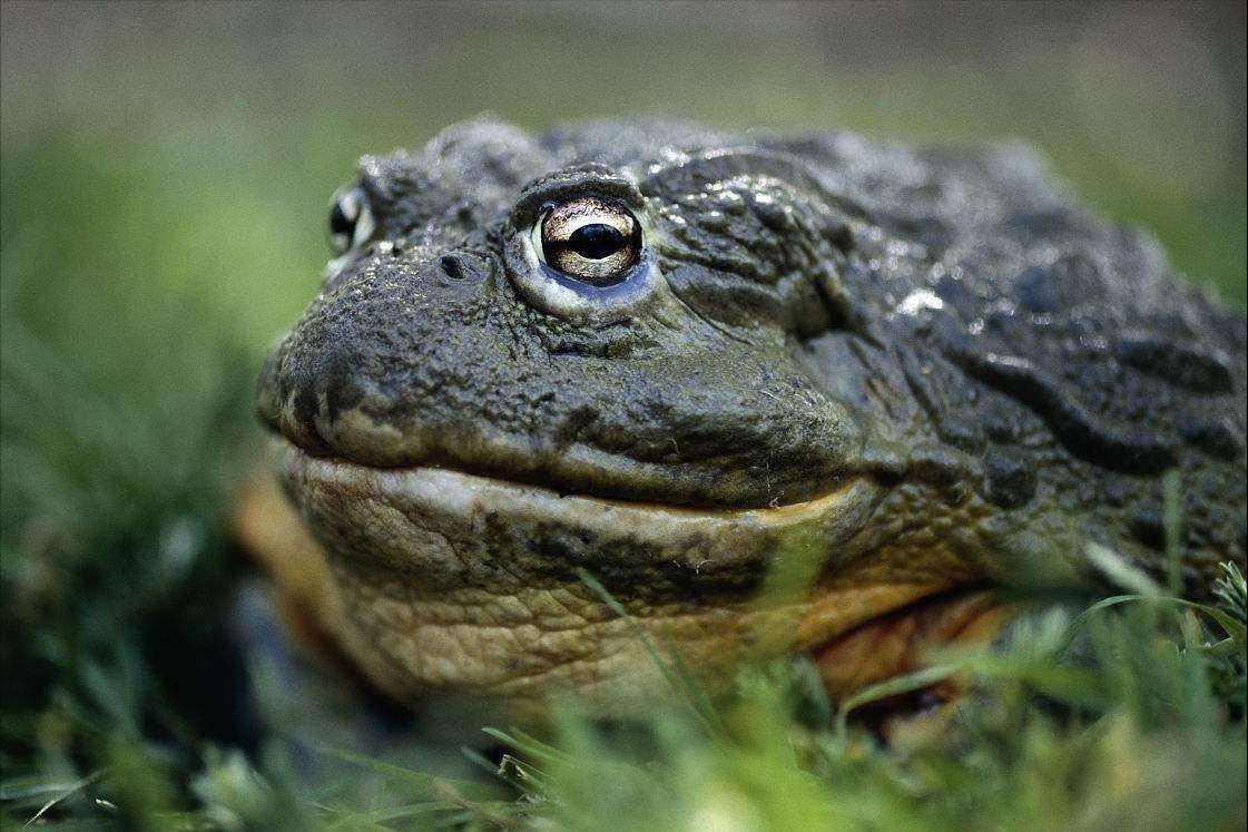 The 8 most unsuccessful invasive species, traveled thousands of miles ...