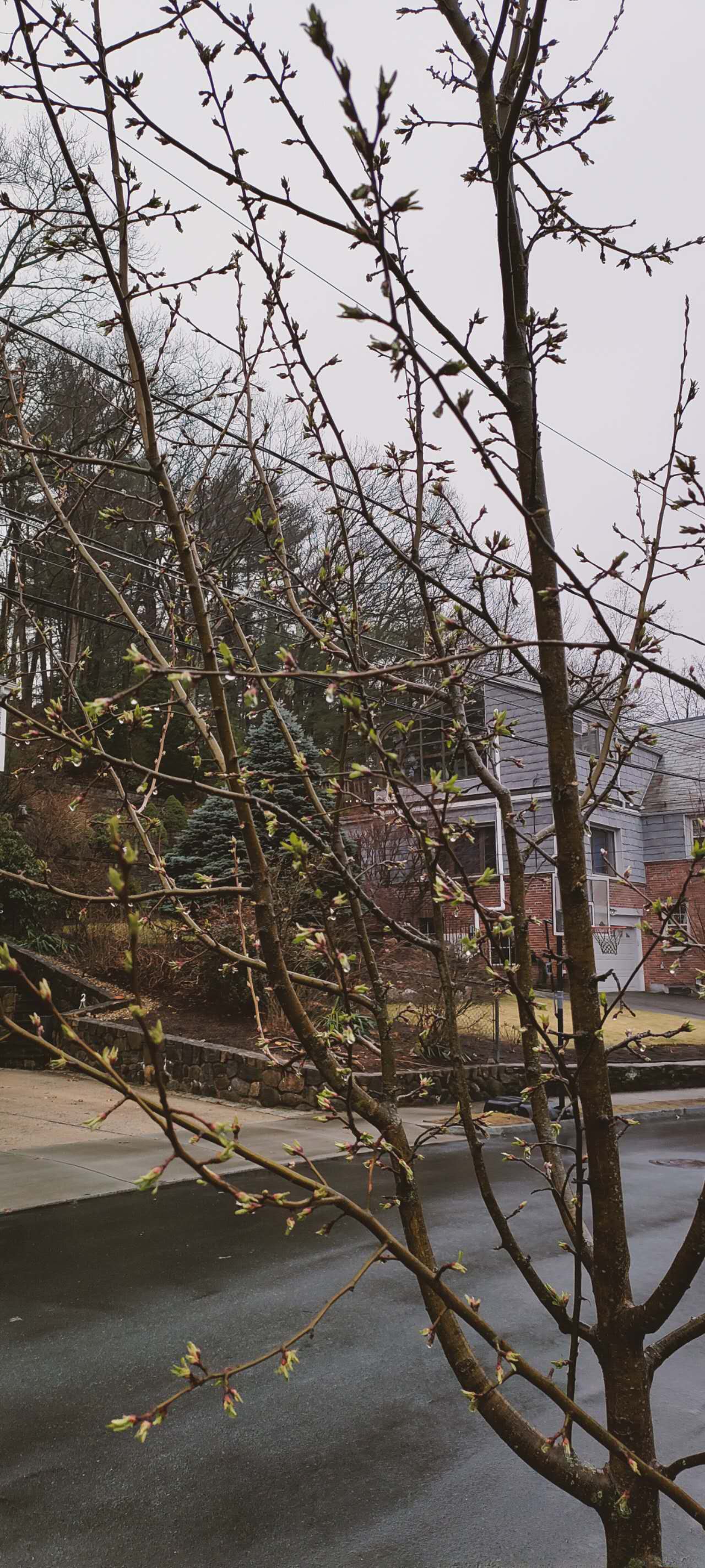 Seven Wonders of Spring in Boston - iMedia