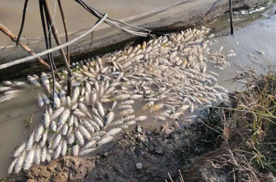 Have you experienced the despair of the spring fish plague?Let's start ...