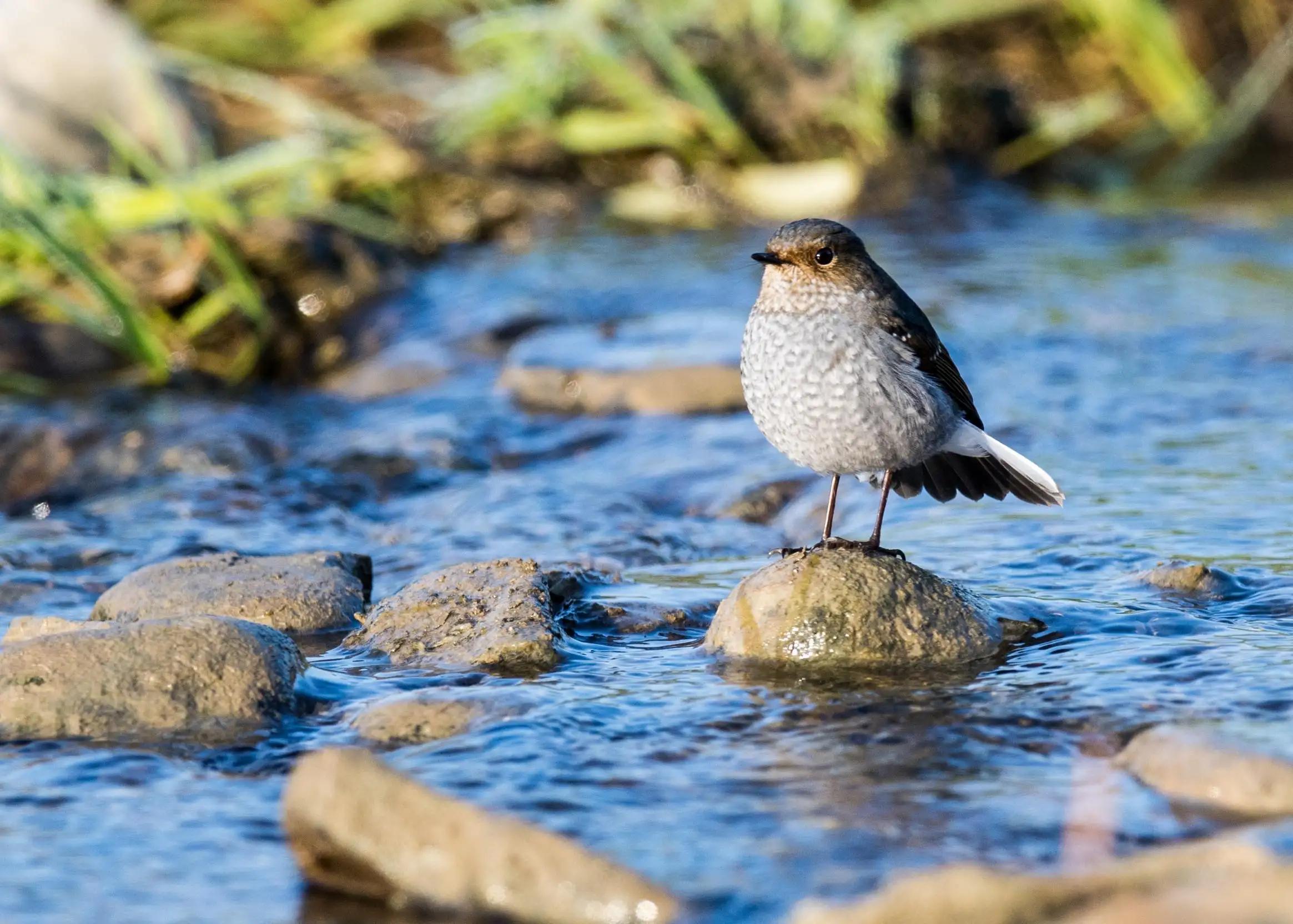 Red-tailed robin 0791 - iNEWS