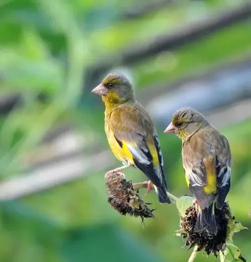 As the saying goes: "If you raise these four birds, you will attract ...