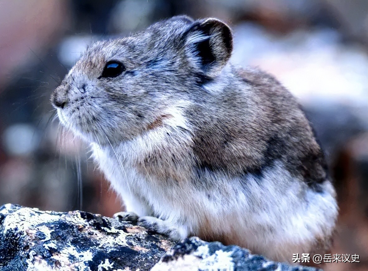 Ili Pika: The Legend and Challenge of the Grassland Spirit - iNEWS