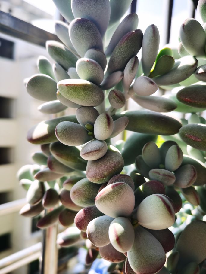 Ping Pong Fu Niang in an orchid pot - iNEWS