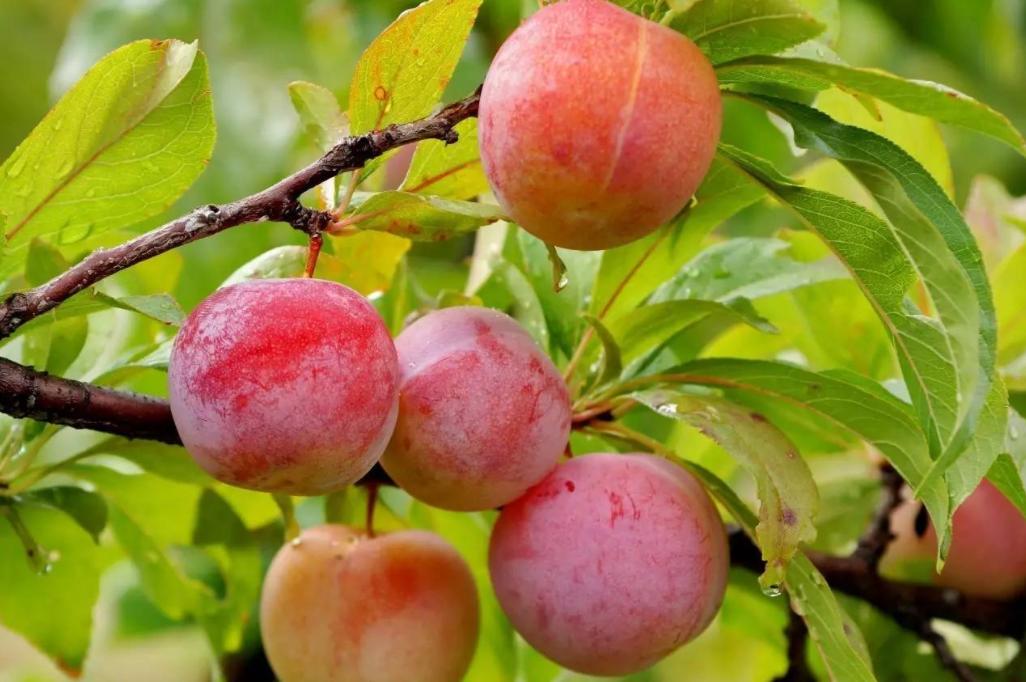 The old man said: "Bury the dead under the plum tree", how do you ...