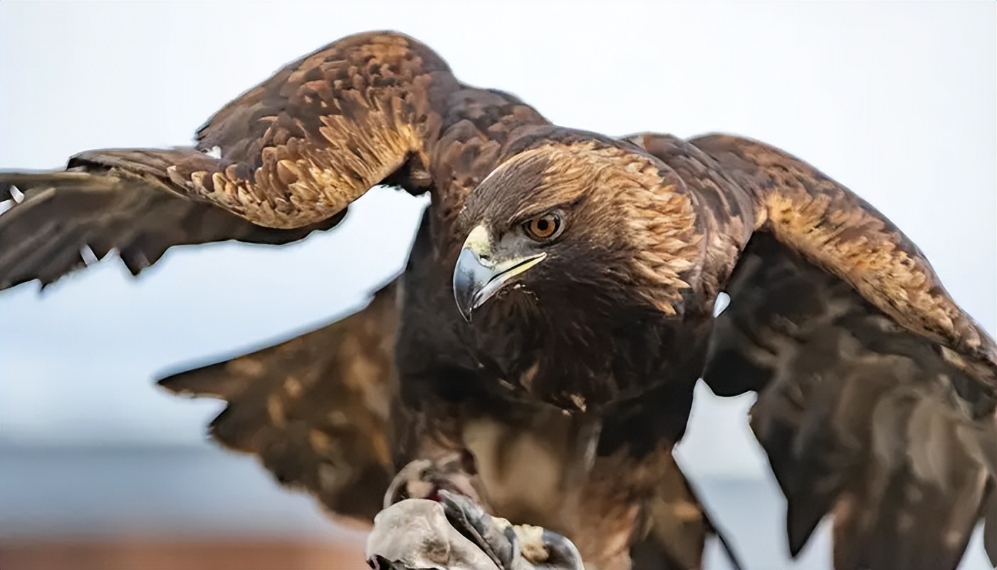 If the golden eagle grows to 250 kilograms, can it kill lions, tigers ...