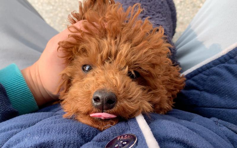 The 5 "most clingy" dogs have no sense of boundaries, and I can't wait ...