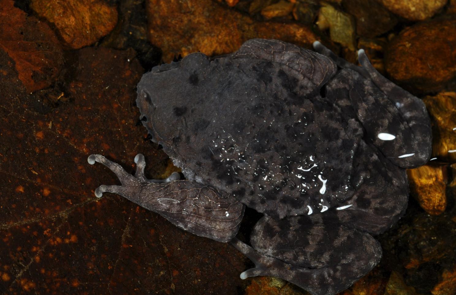 In Ailao Mountain, there are not only sorrowful scientific expeditions ...