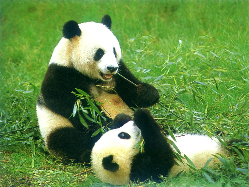 What happens to dead pandas? Will Lele be made into a specimen? - iNEWS